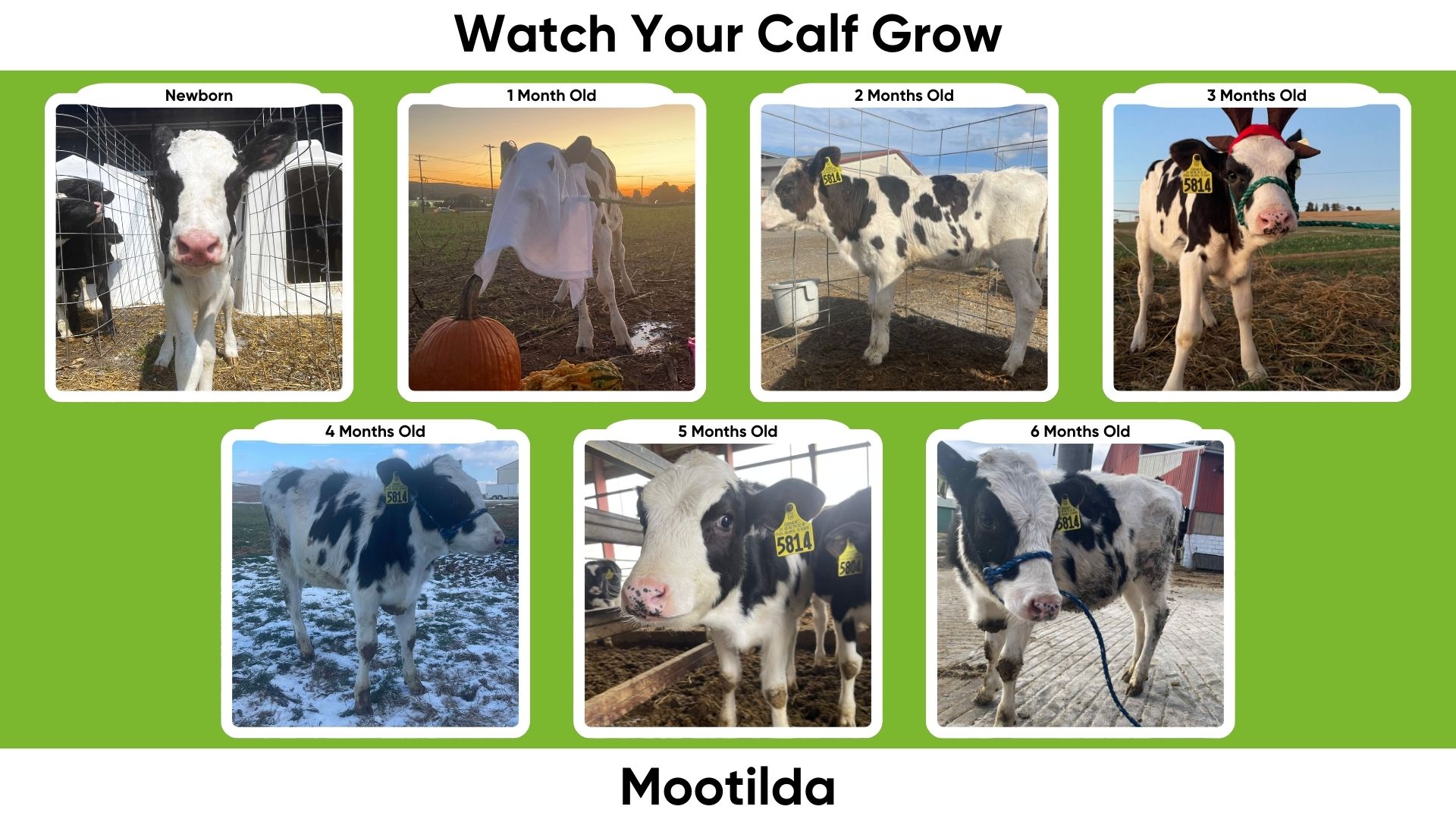 Mootilda Calf monthly updates - Middle Township Public Schools